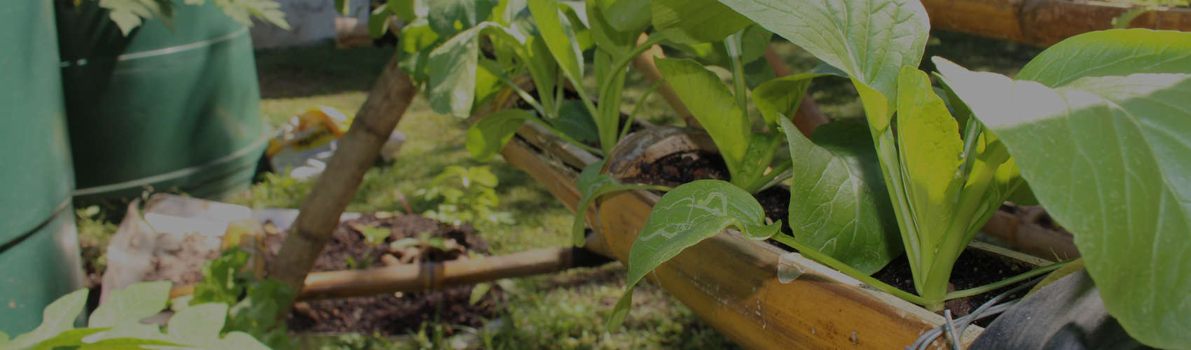 Products - Cook Islands Ministry of Agriculture