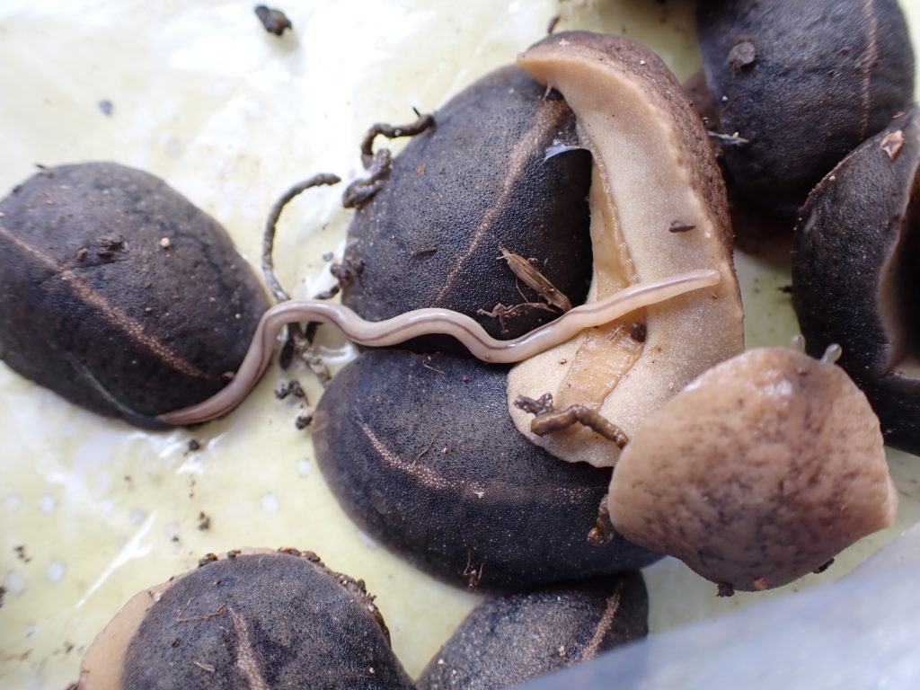 Slug and Snail Management - Cook Islands Ministry of Agriculture